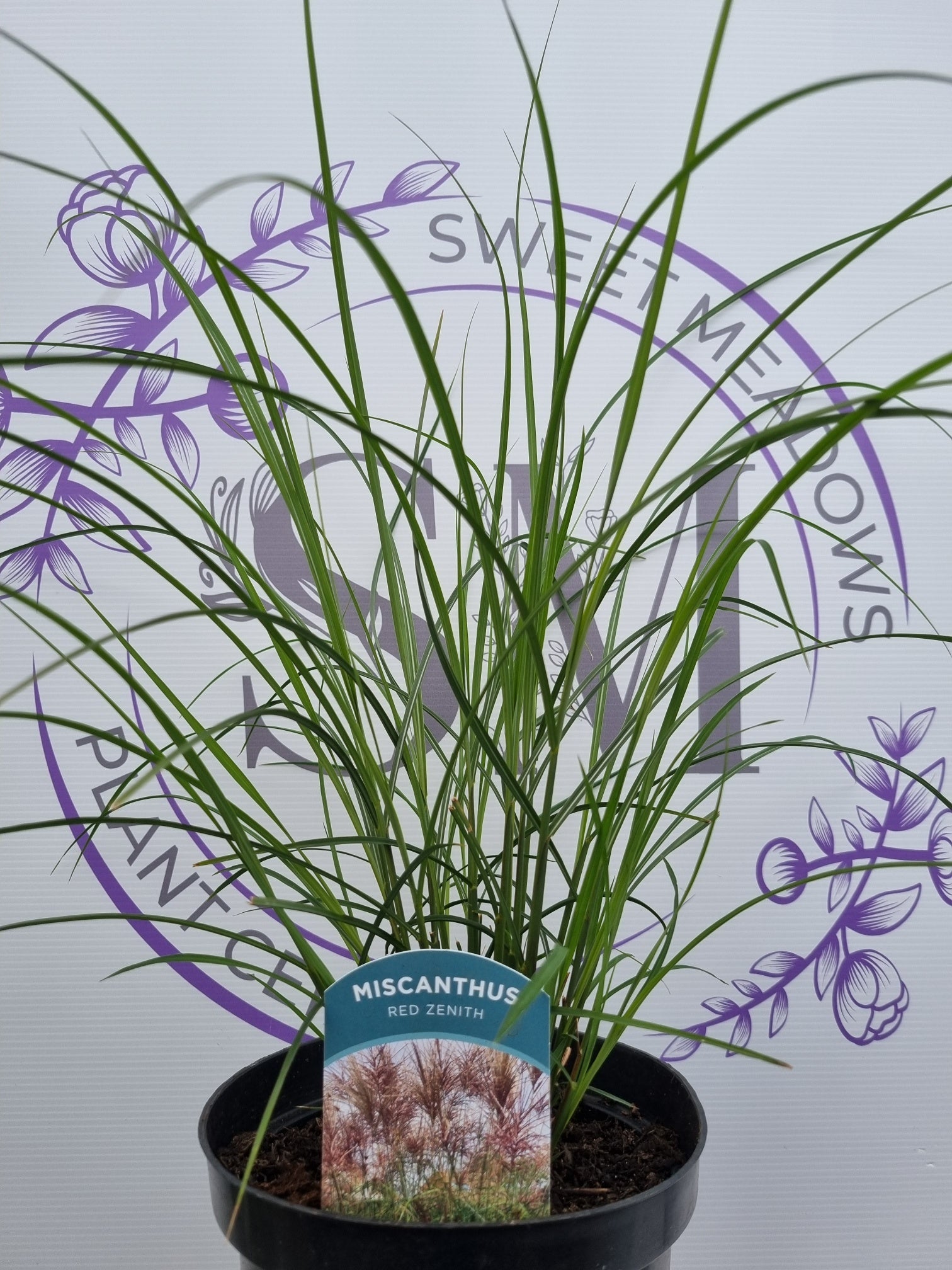 Miscanthus 'Red Zenith' | Sweet Meadows Plant Centre